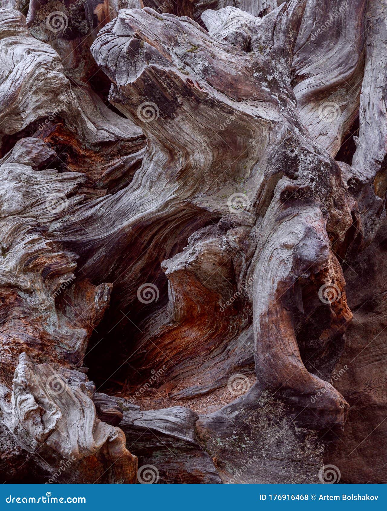 Sequoia Root. Wood Texture. Mahogany Root Texture. High Resolution ...