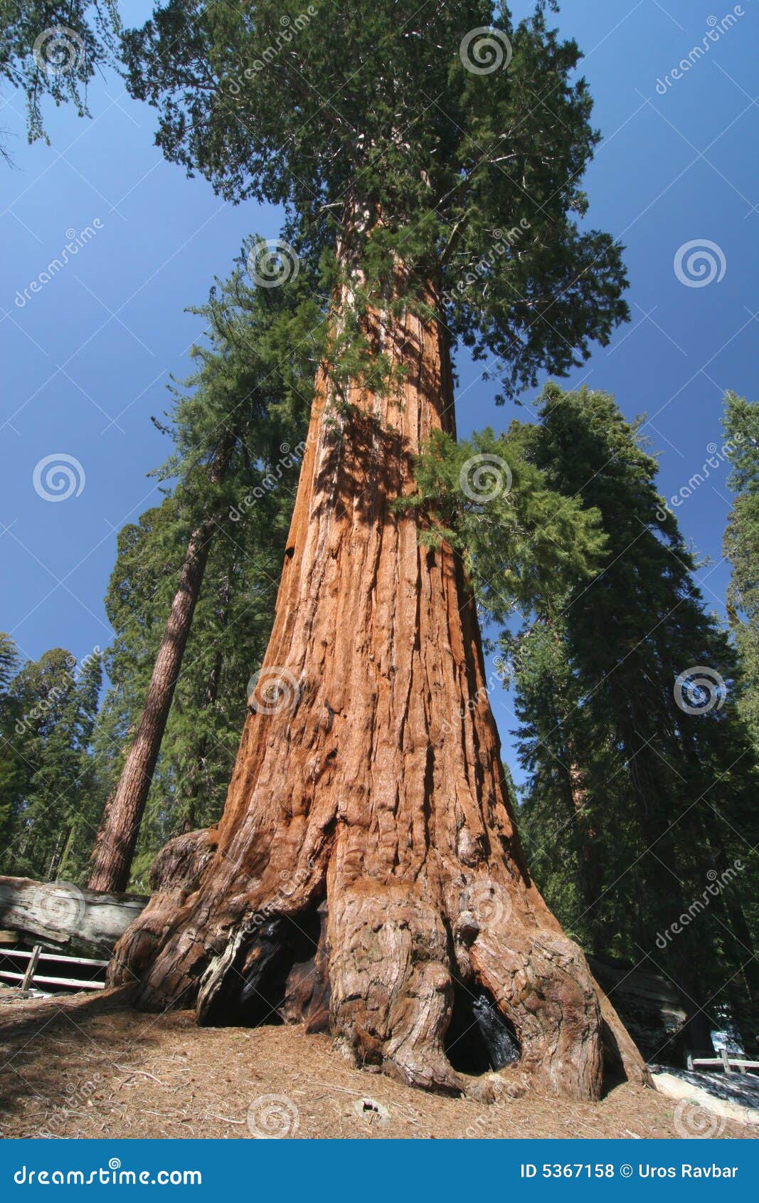 Sequoia sempervirens stock photo. Image of evergreen, giant - 5367158