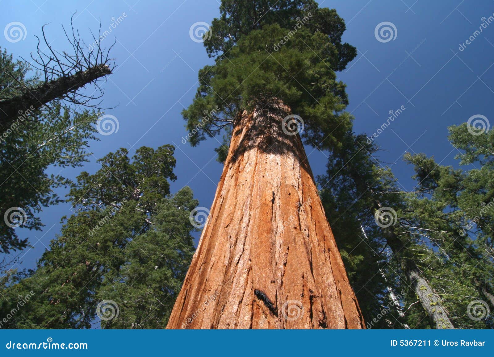Sequoia sempervirens stock image. Image of massive, redwood - 5367211