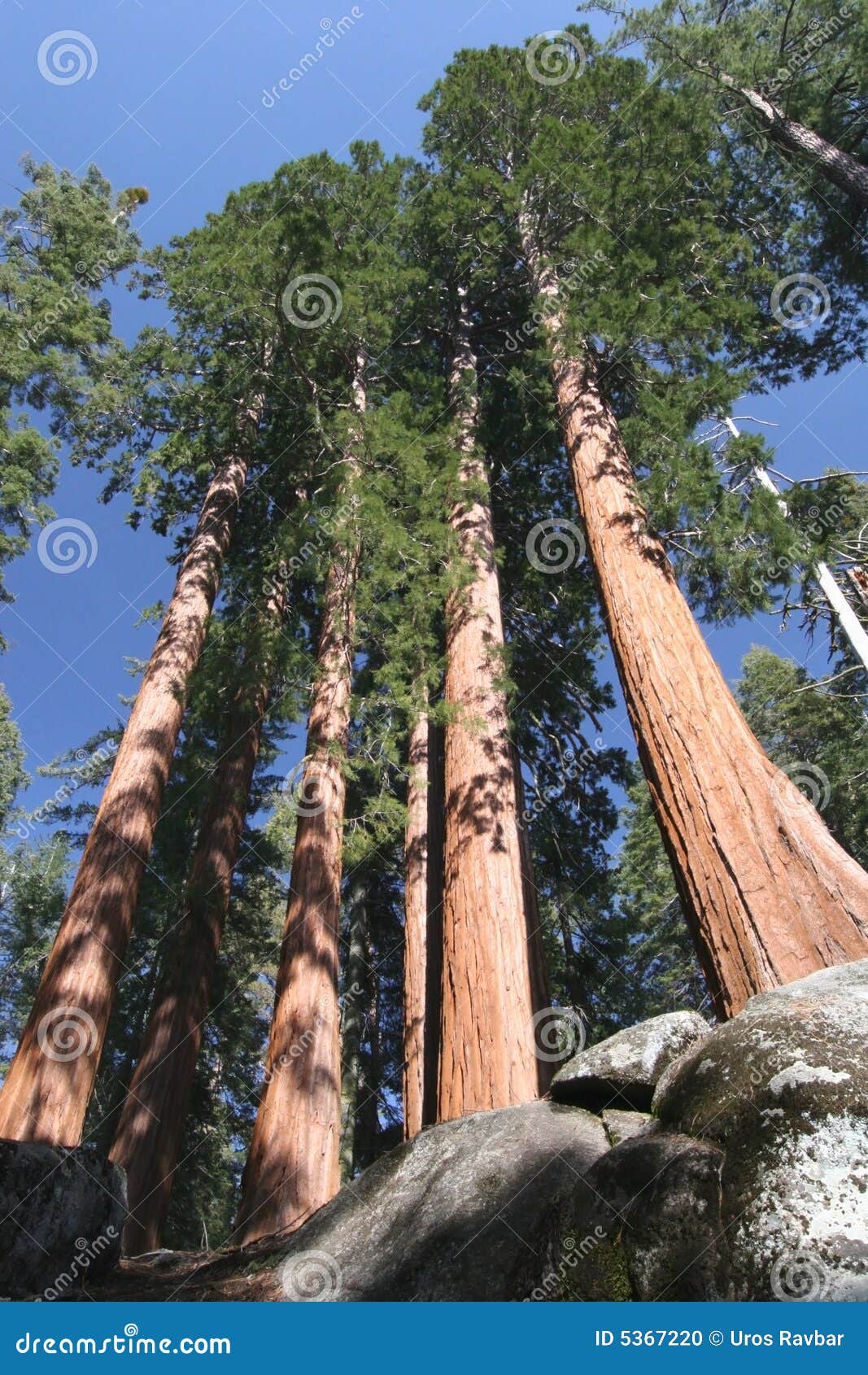 Sequoia sempervirens stock photo. Image of beauty, enormous - 5367220