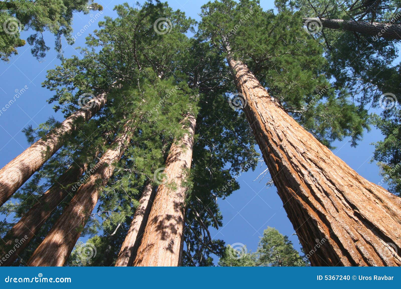 Sequoia sempervirens stock photo. Image of massive, nevada - 5367240