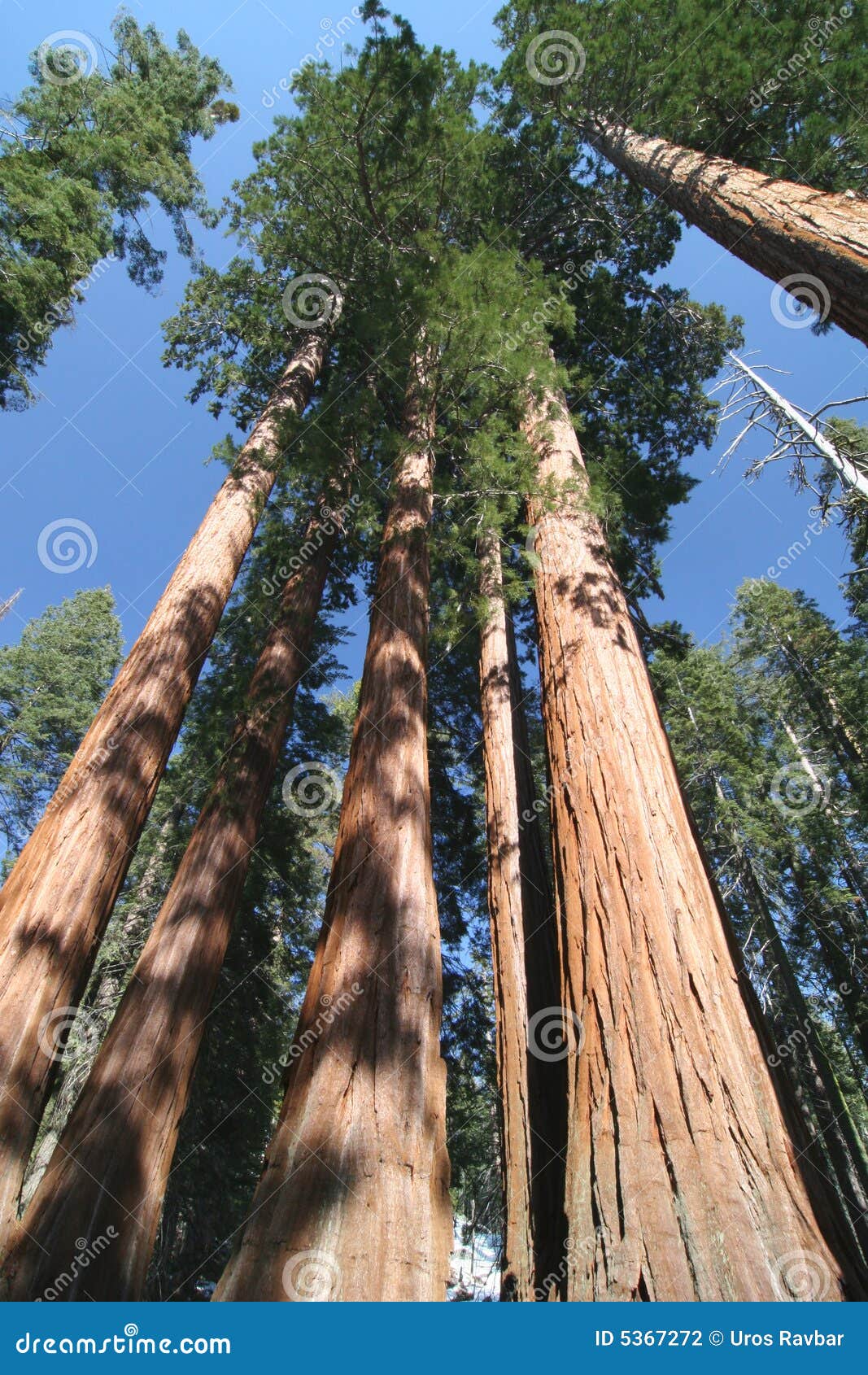 Sequoia Sempervirens Royalty-Free Stock Photography | CartoonDealer.com ...