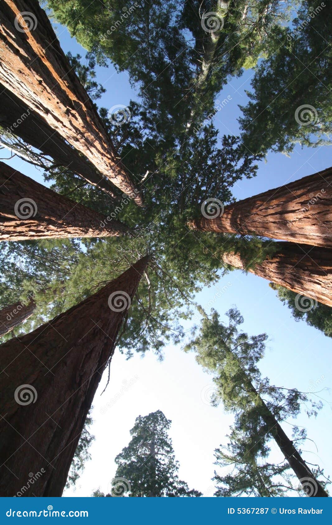 Sequoia Sempervirens Royalty-Free Stock Photography | CartoonDealer.com ...