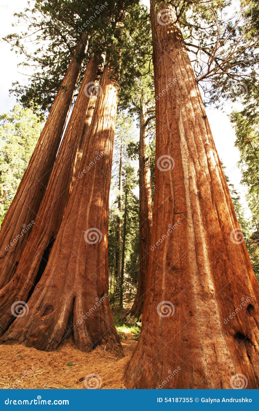 Sequoia stock image. Image of conifer, earth, evergreen - 54187355