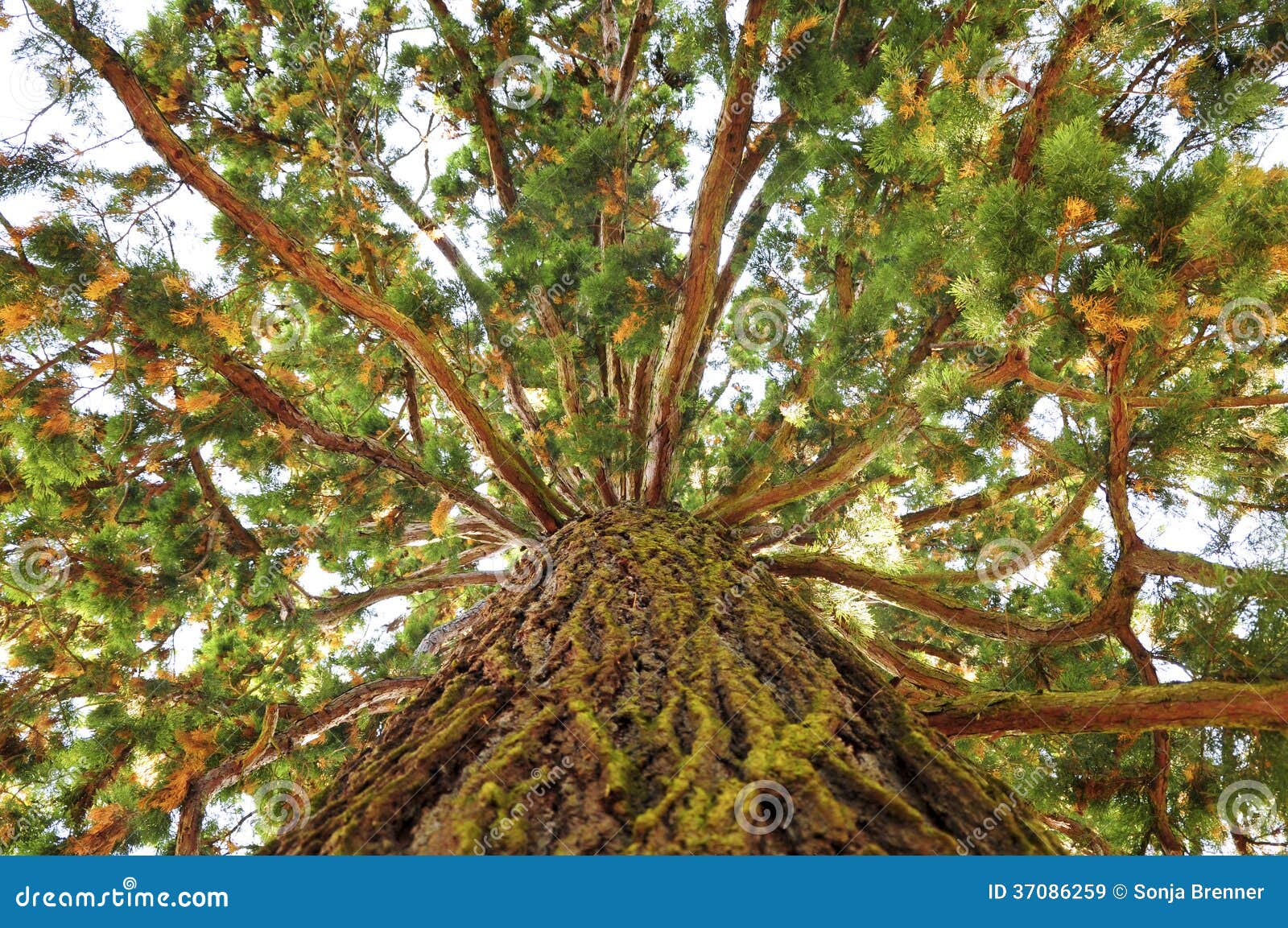 Sequoia stock image. Image of bark, scenic, beauty, leaf - 37086259