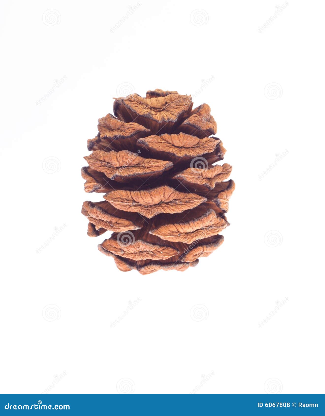 Sequoia strobile stock photo. Image of cone, tree, seed - 6067808