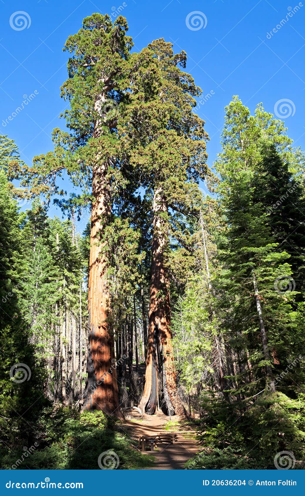 Sequoia Tree stock photo. Image of country, plant, yosemite - 20636204
