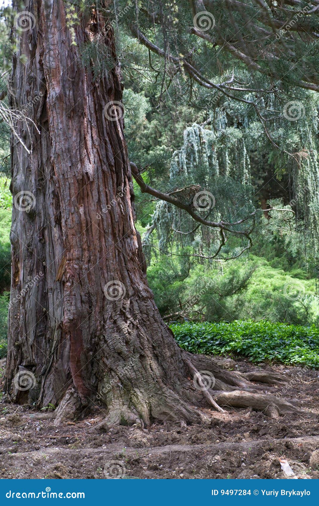 Sequoia tree stock photo. Image of root, branch, detailed - 9497284