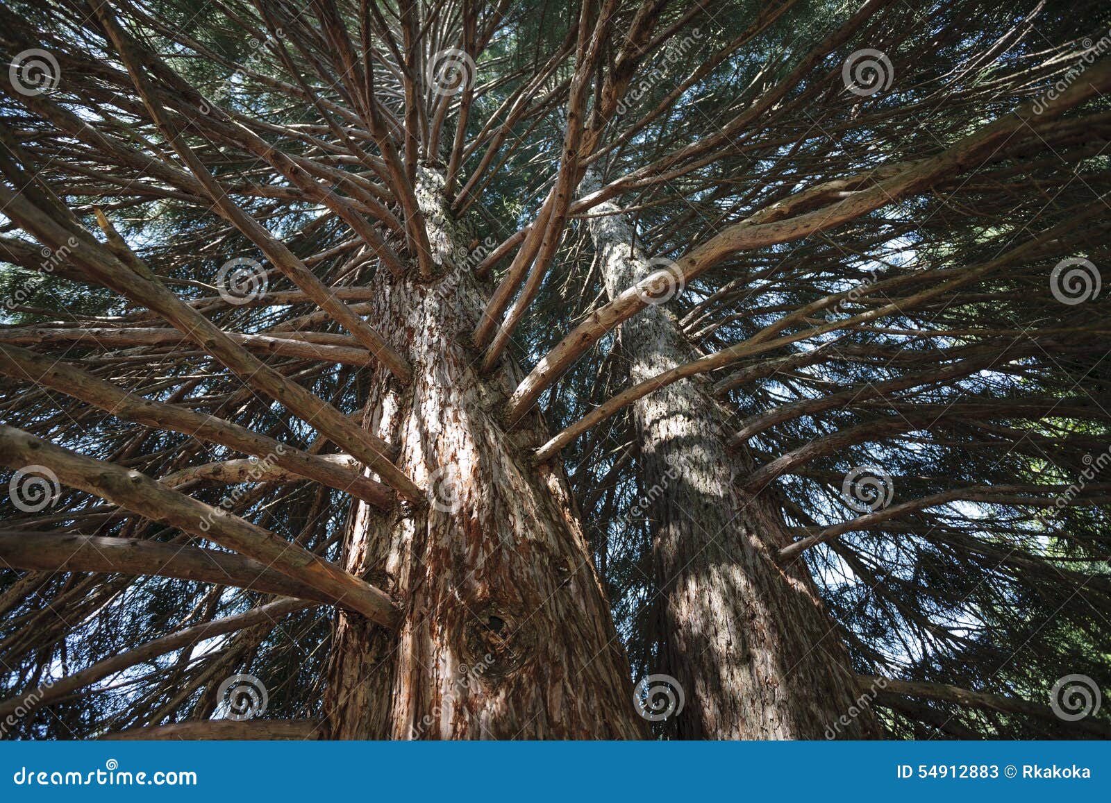 Sequoia tree branches stock image. Image of bark, view - 54912883