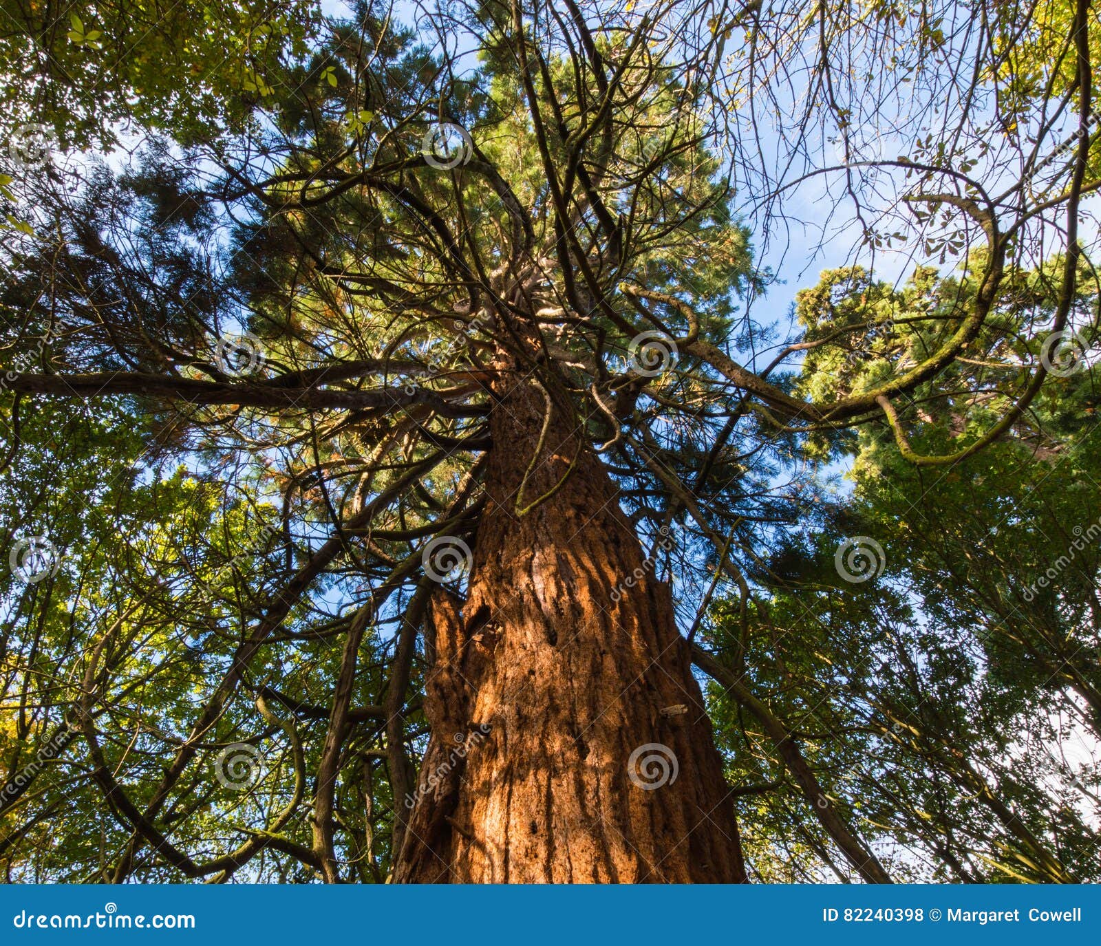 Sequoia Tree with Curling Branches in the Forest Stock Photo - Image of ...