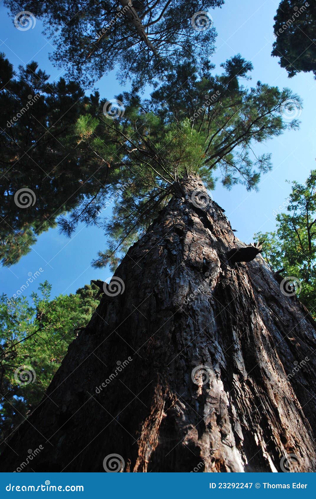 Sequoia tree high crown stock image. Image of beautiful - 23292247