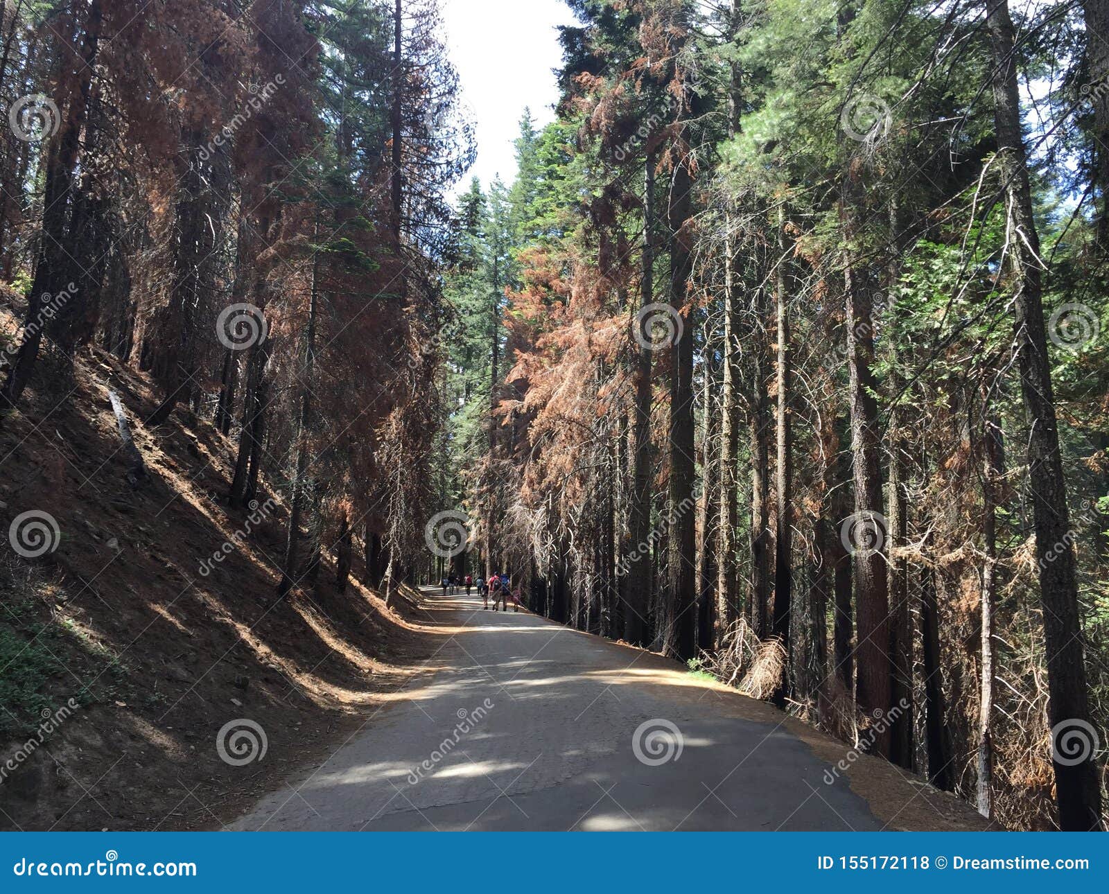 Sequoia Tree National Park stock photo. Image of exclusive - 155172118