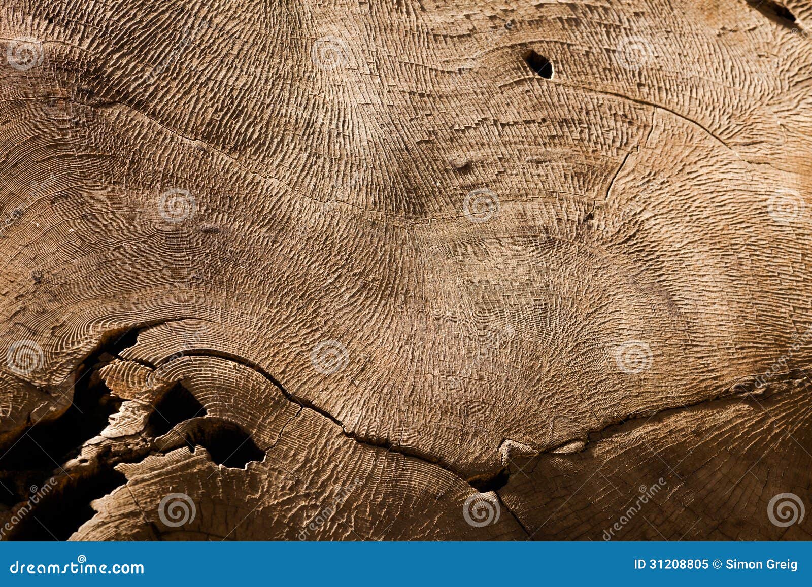 Sequoia Tree Stump Pattern Photos - Free & Royalty-Free Stock Photos ...