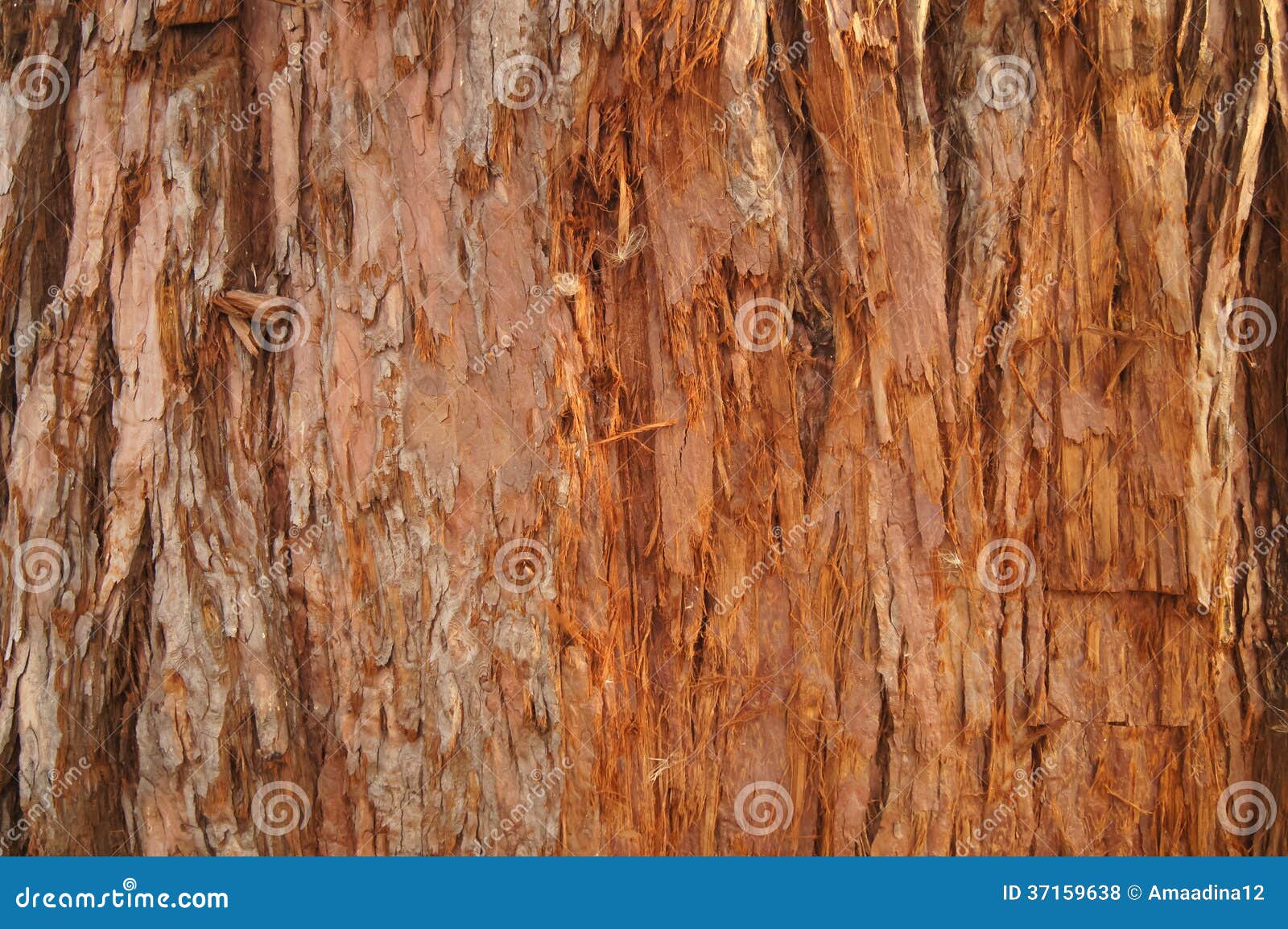 Sequoia tree texture stock photo. Image of rough, brown - 37159638