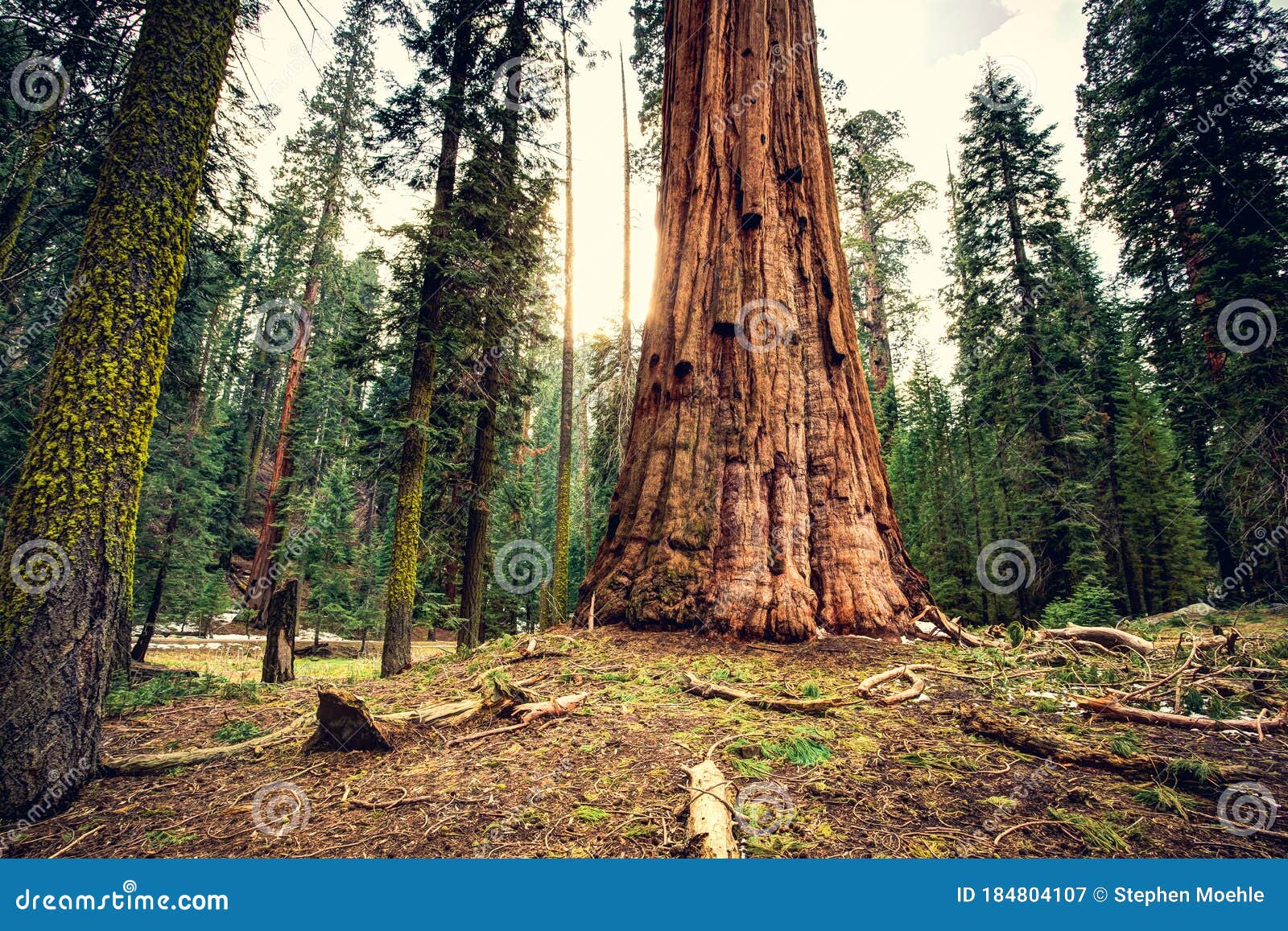 Sequoia Tree Trunk, Sequoia National Park, California Stock Image ...