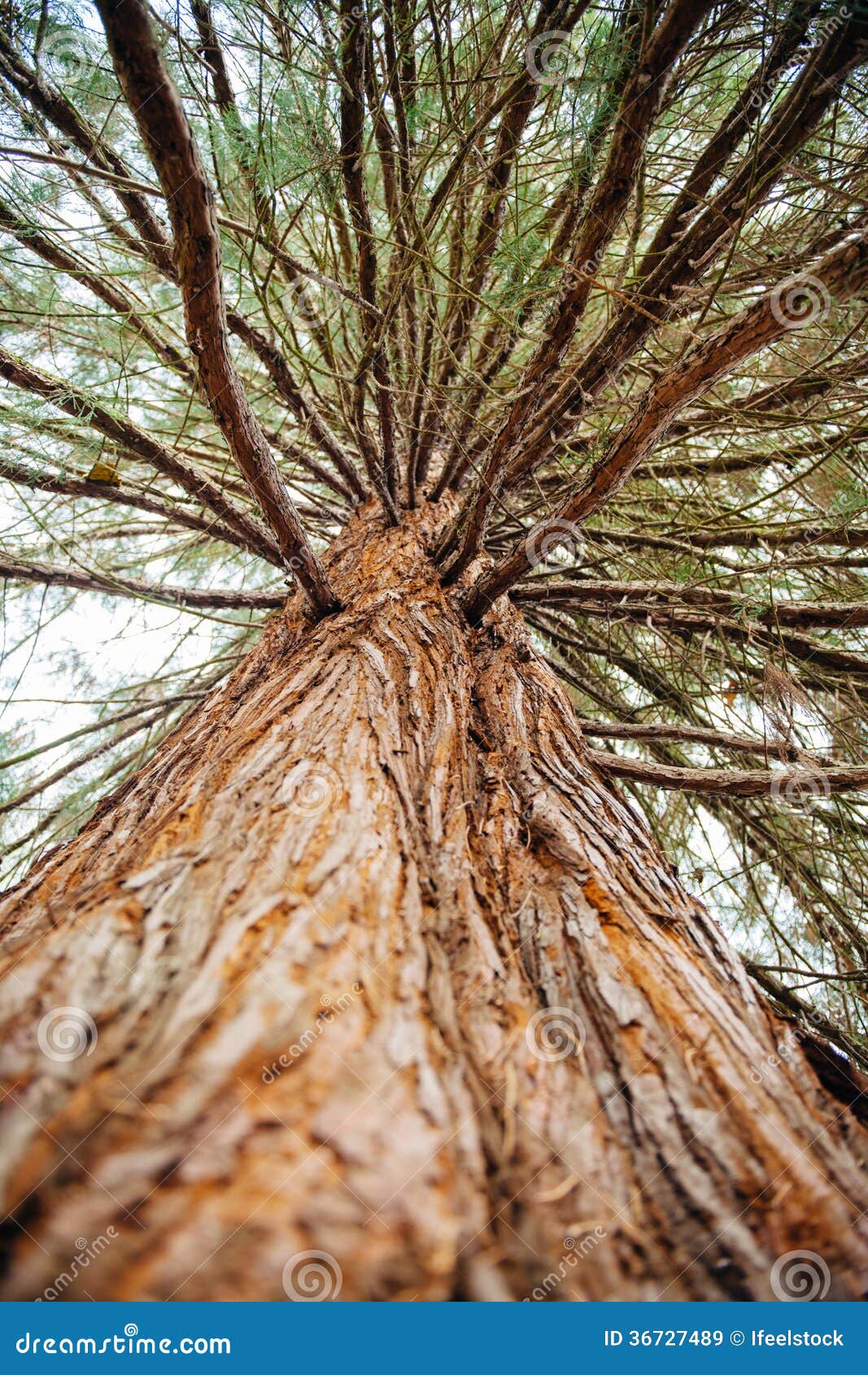 Sequoia treefrom below stock image. Image of huge, giant - 36727489