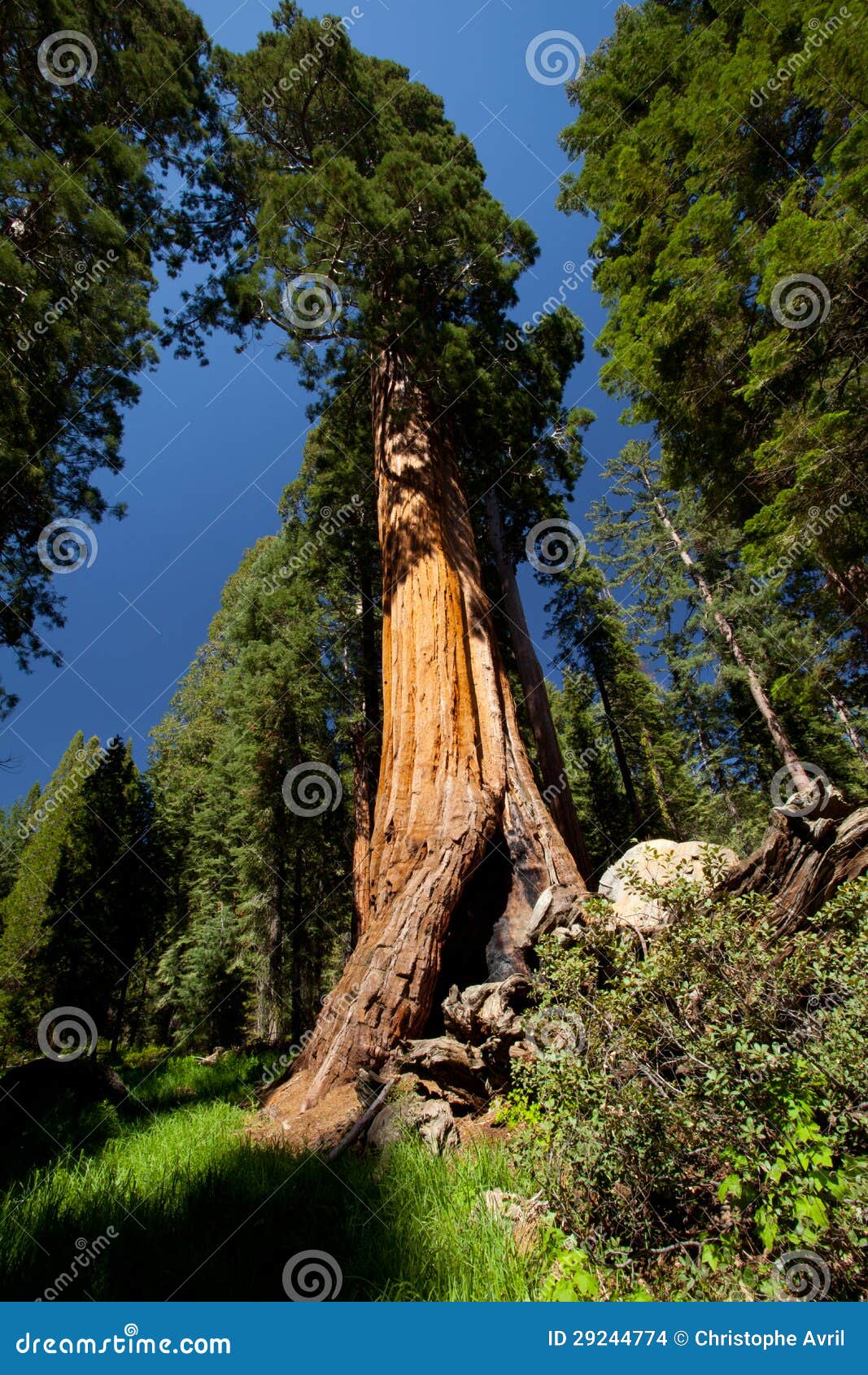 Sequoia Trees stock photo. Image of cone, canyon, bark - 29244774