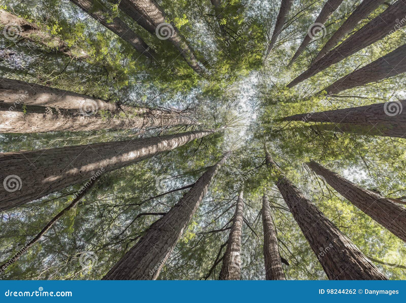 Sequoia trees stock photo. Image of landscape, sequoia - 98244262