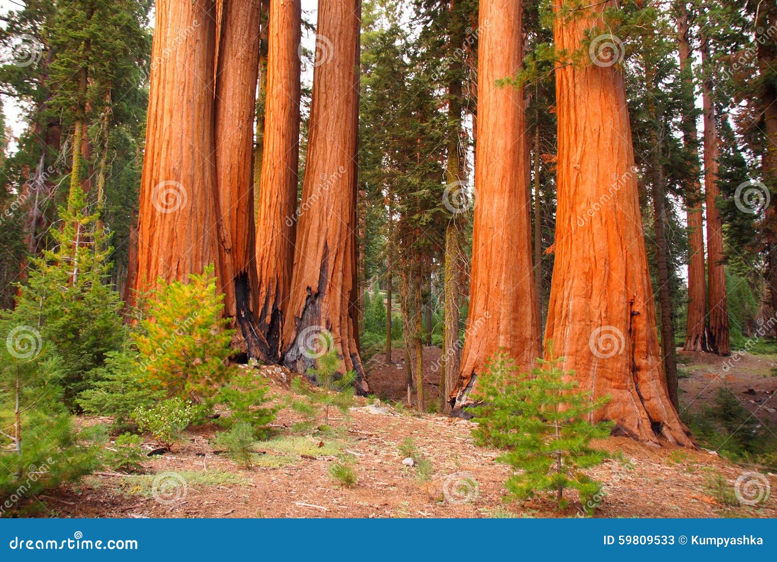 Sequoia Trees In Yosemite National Park Royalty-Free Stock Photo ...
