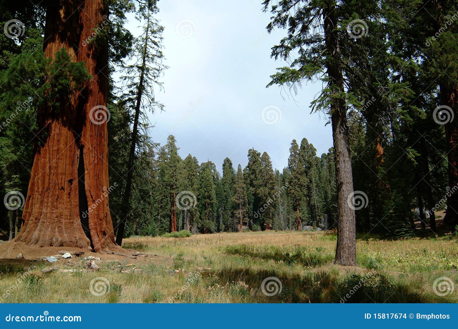 Sequoia wood 1 stock photo. Image of trunks, tree, sequoia - 15817674