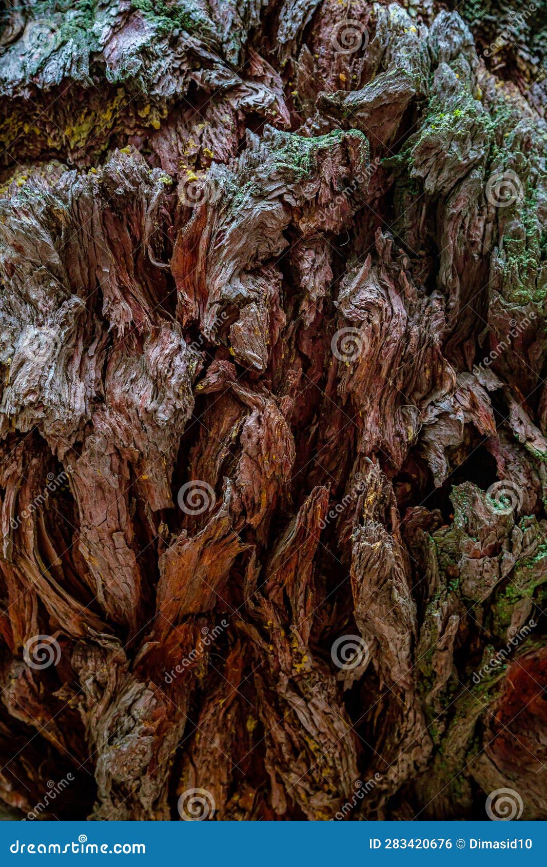 Sequoia Wood Texture and Background - Redwood Tree Bark Stock Photo ...