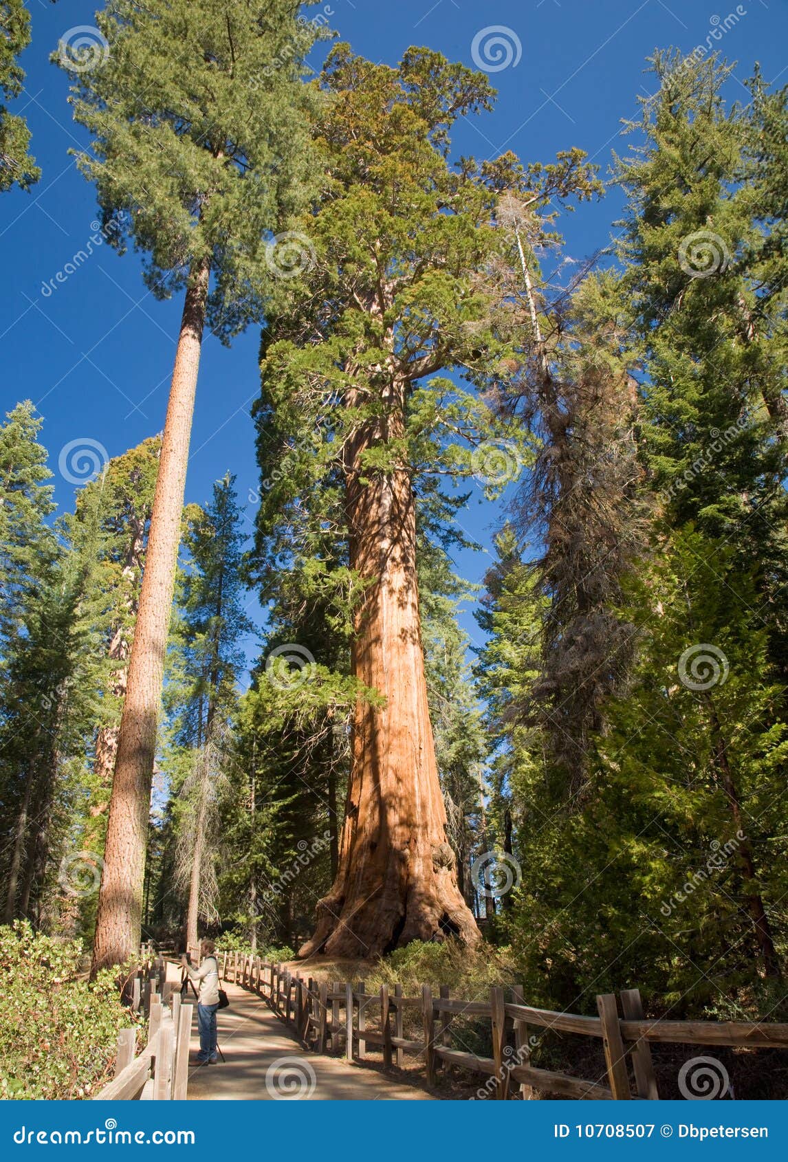 Sequoias stock image. Image of hiking, forests, photographer - 10708507