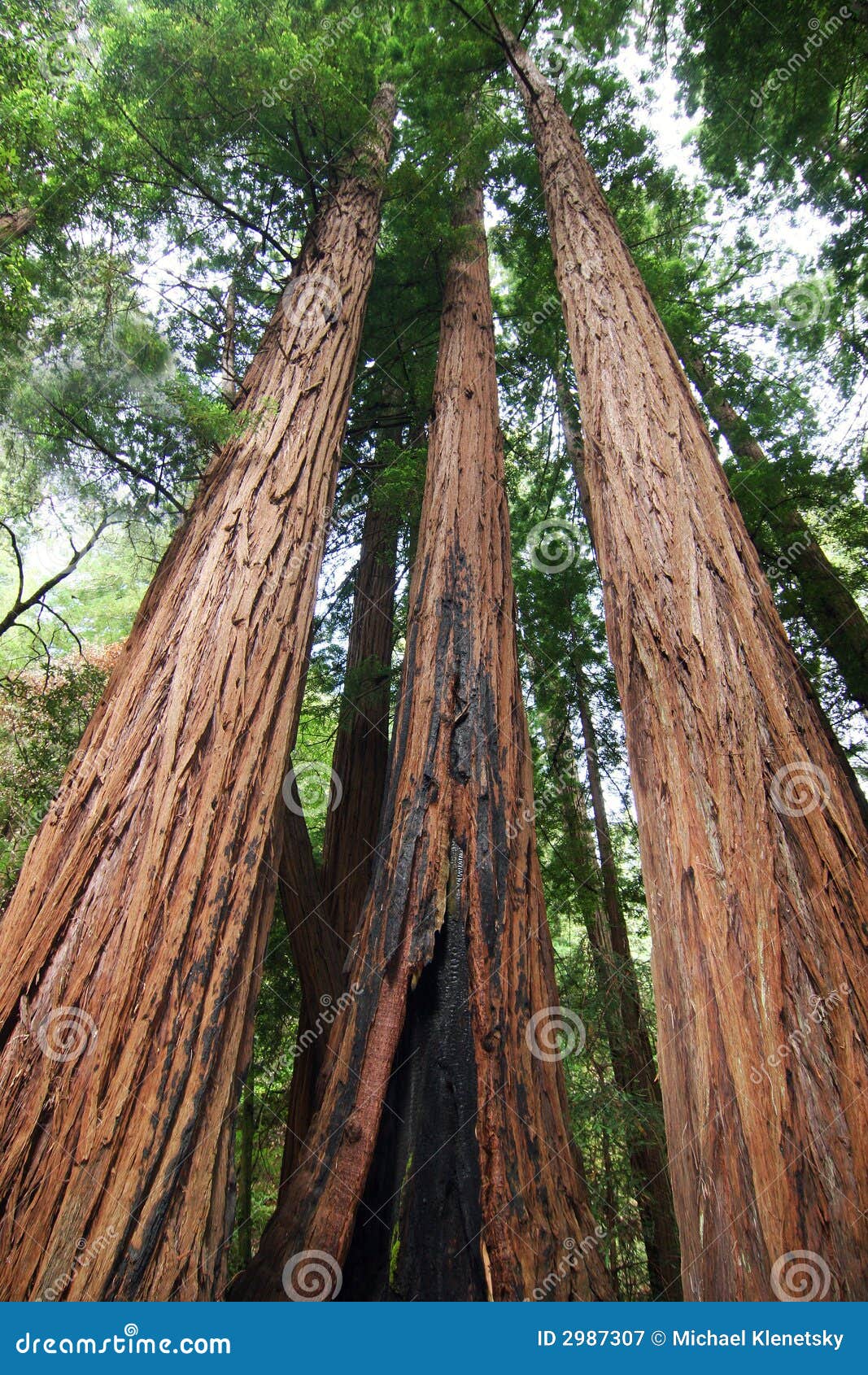 Sequoias stock image. Image of california, perspective - 2987307