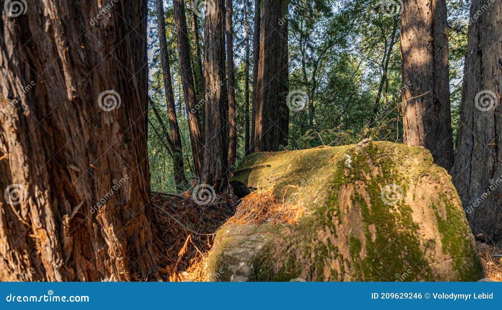 Sequoias Grow in the Forest, Landscape of Trees Stock Photo - Image of ...