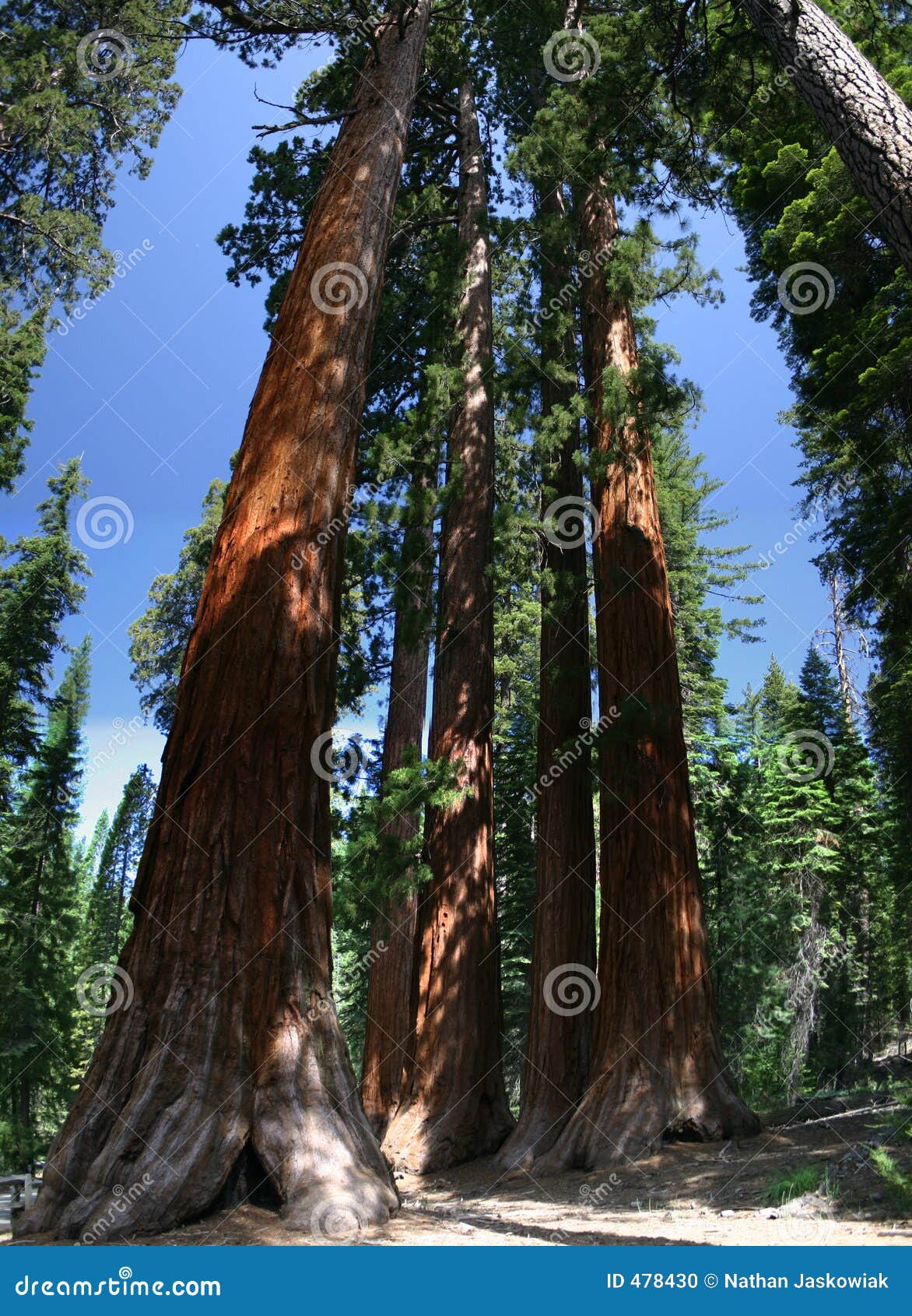 Sequoie enormi fotografia stock. Immagine di cupola, grande - 478430