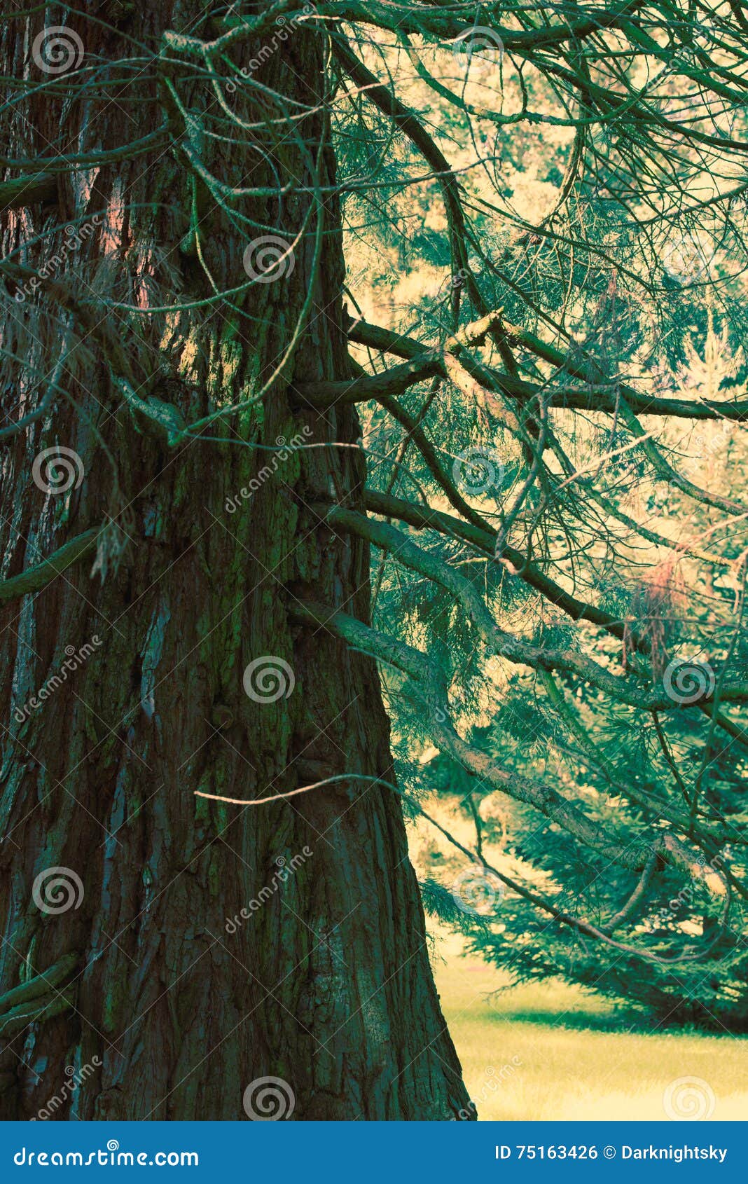 Sequoioideae foto de archivo. Imagen de hermoso, secoya - 75163426