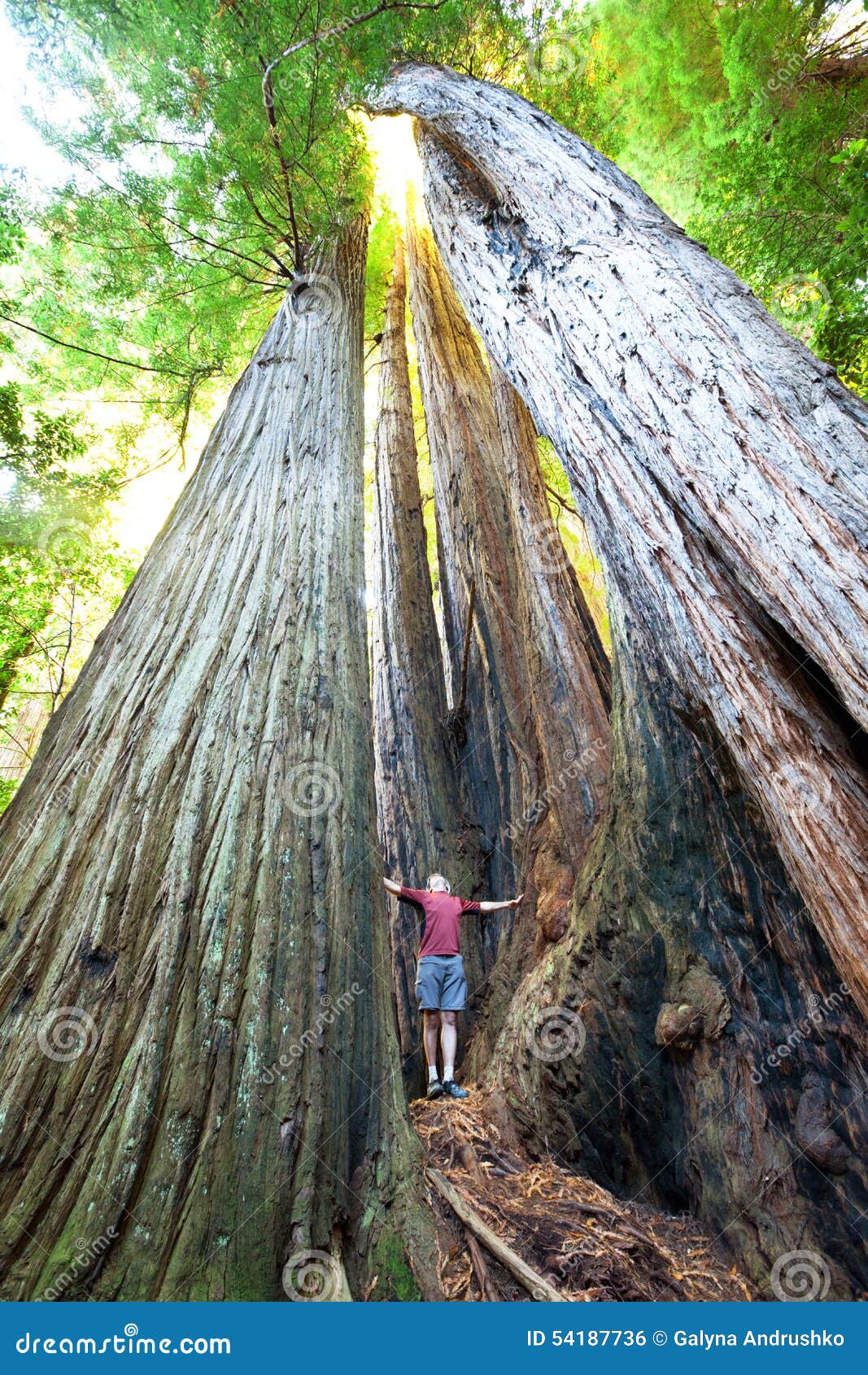 Sequoya stock foto. Image of koel, naaldbomen, sequoila - 54187736