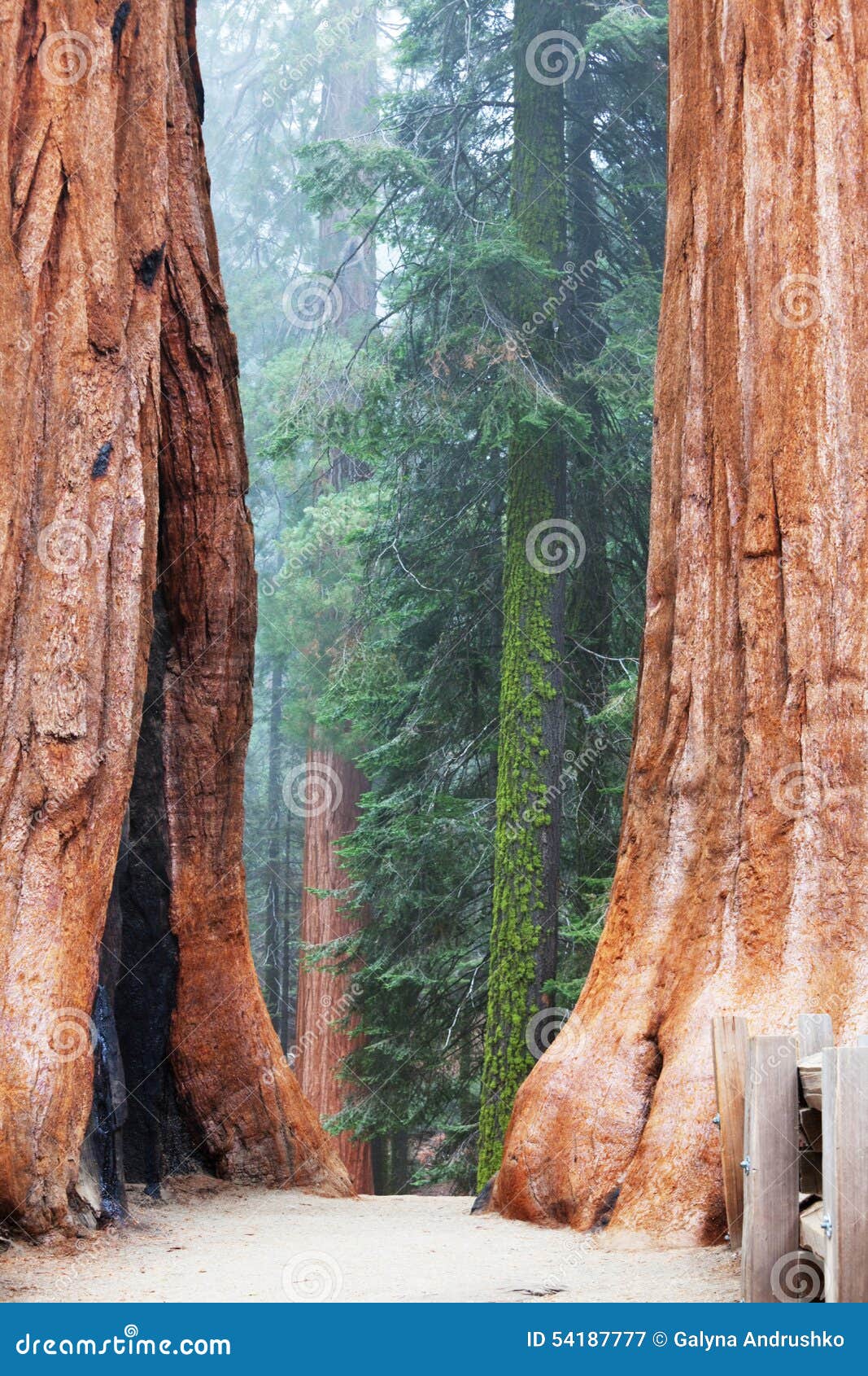 Sequoya imagen de archivo. Imagen de recorrido, pico - 54187777