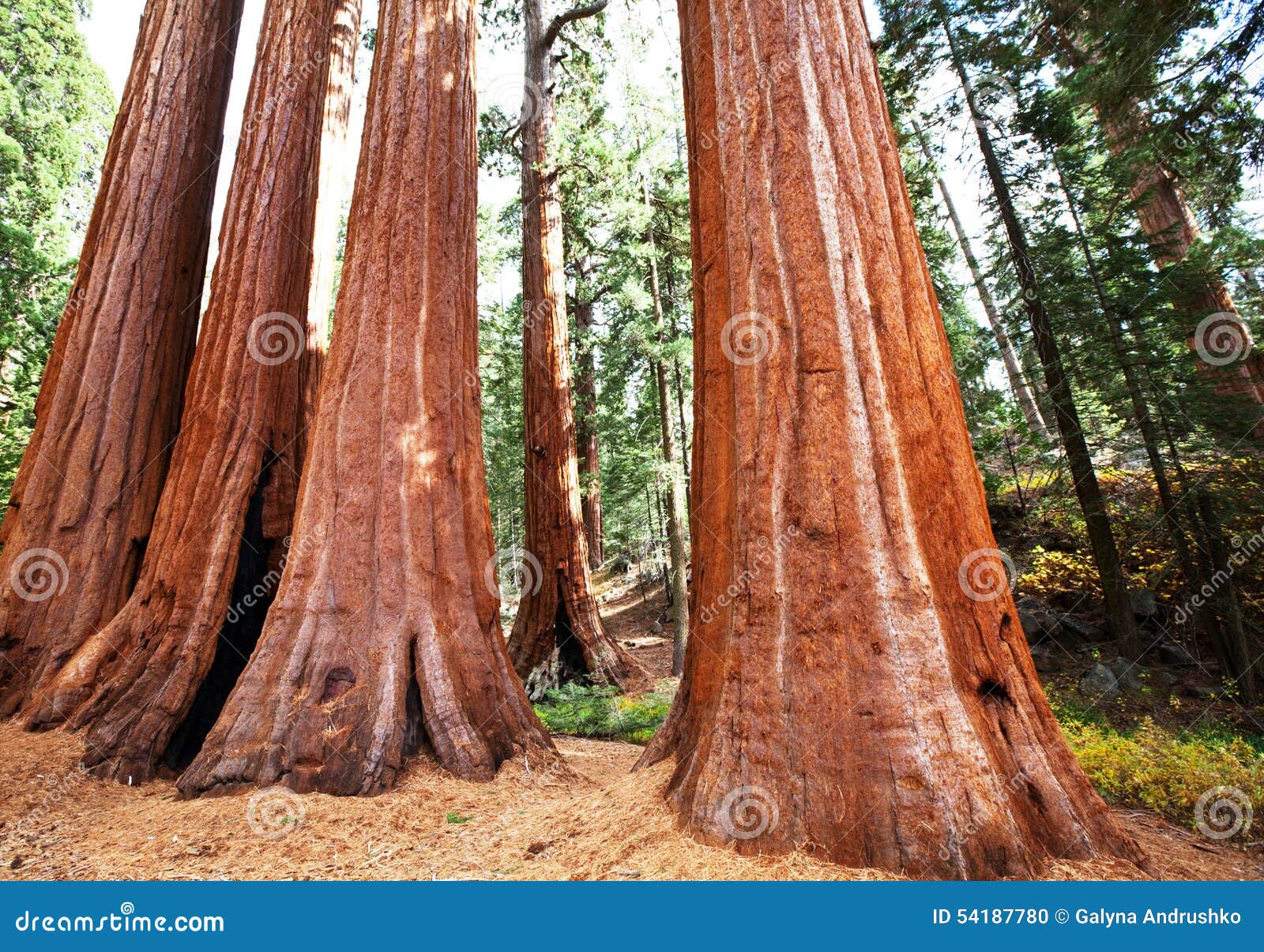 Sequoya stock photo. Image of park, conifers, nevada - 54187780