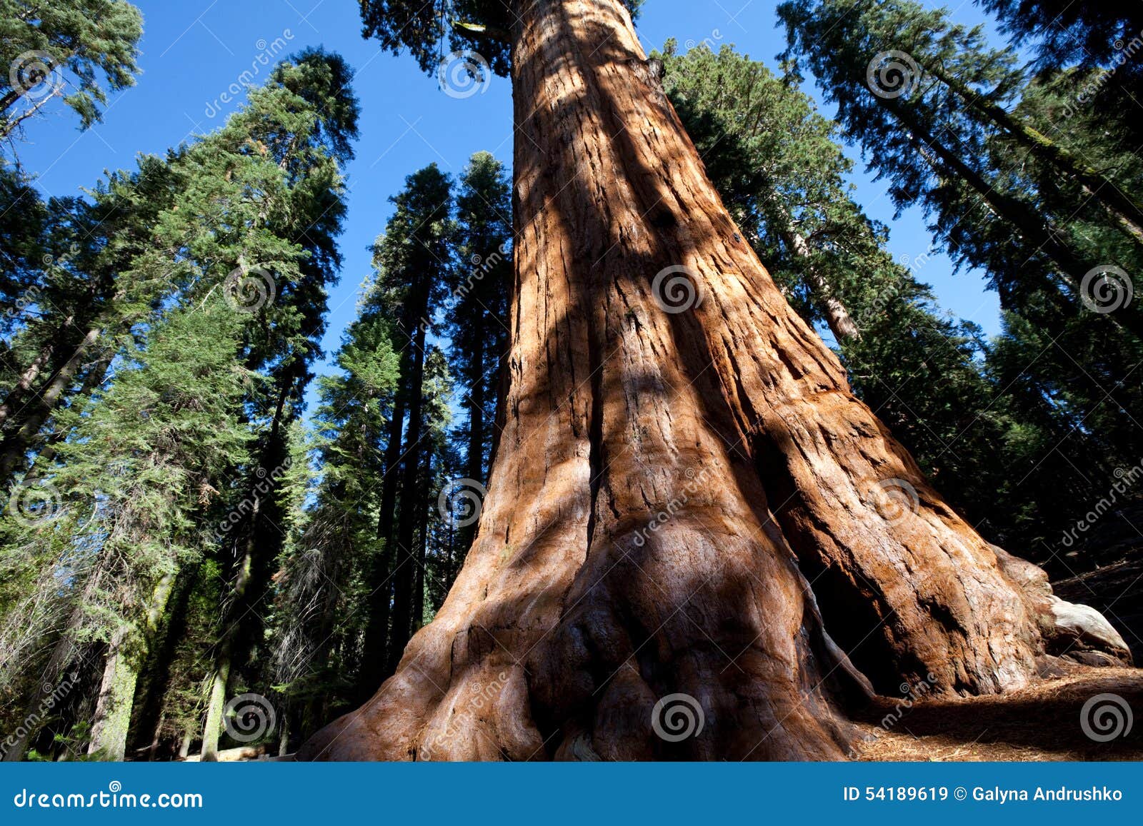 Sequoya stock image. Image of national, nature, grove - 54189619