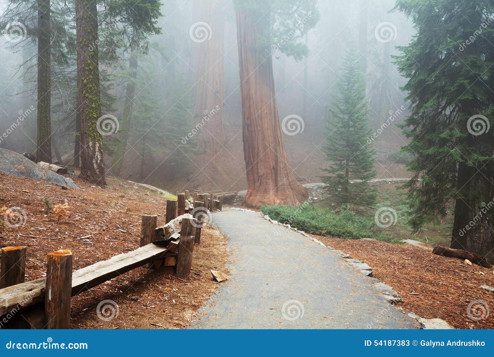 Sequoya stock image. Image of giant, forest, nevada, massive - 54187383