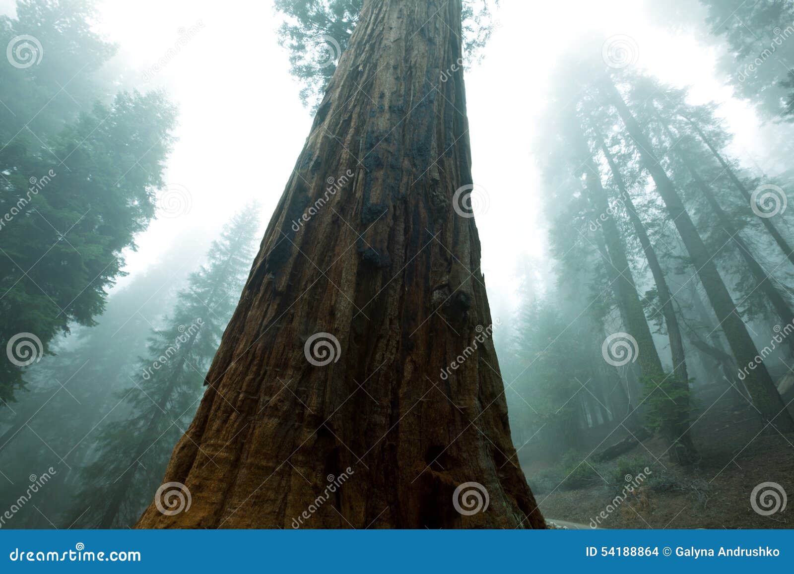 Sequoya stock photo. Image of hiking, massive, conifers - 54188864