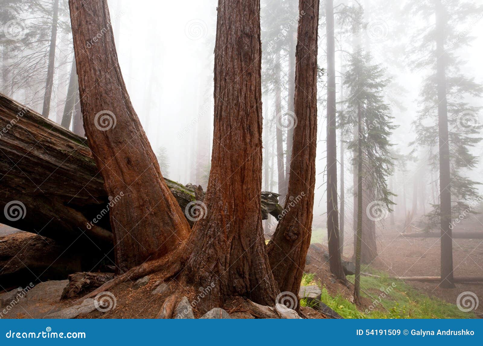 Sequoya stock image. Image of nevada, backpacking, park - 54191509