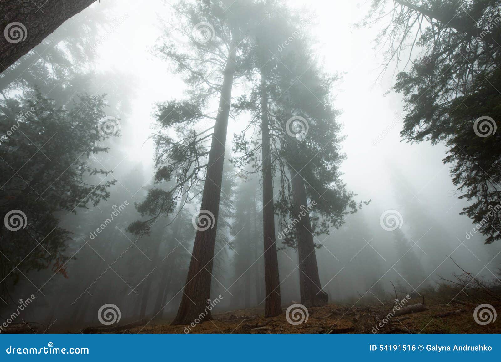 Sequoya stock photo. Image of national, grove, hiking - 54191516