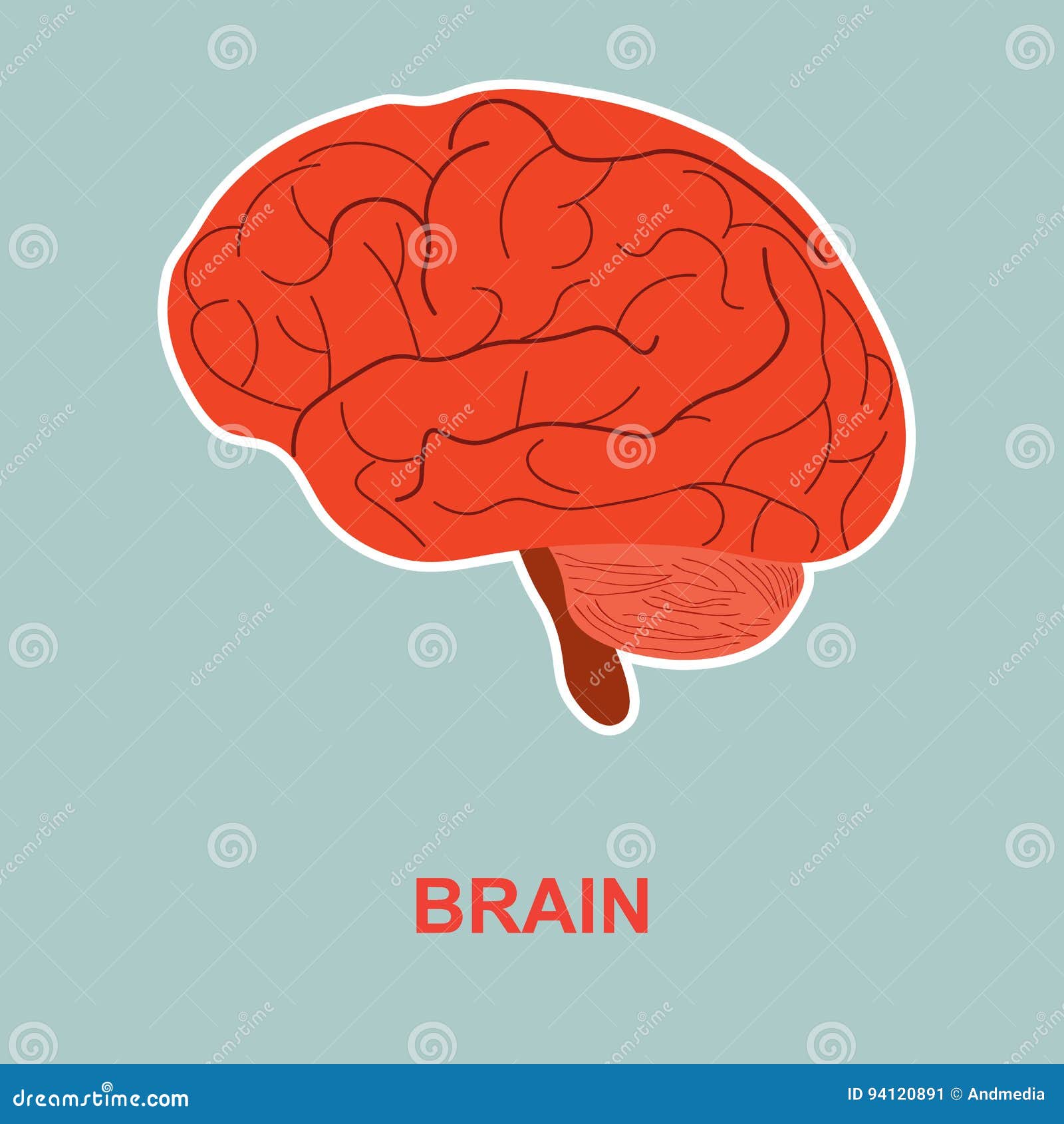 Ser humano Brain Anatomy ilustración del vector. Ilustración de ...