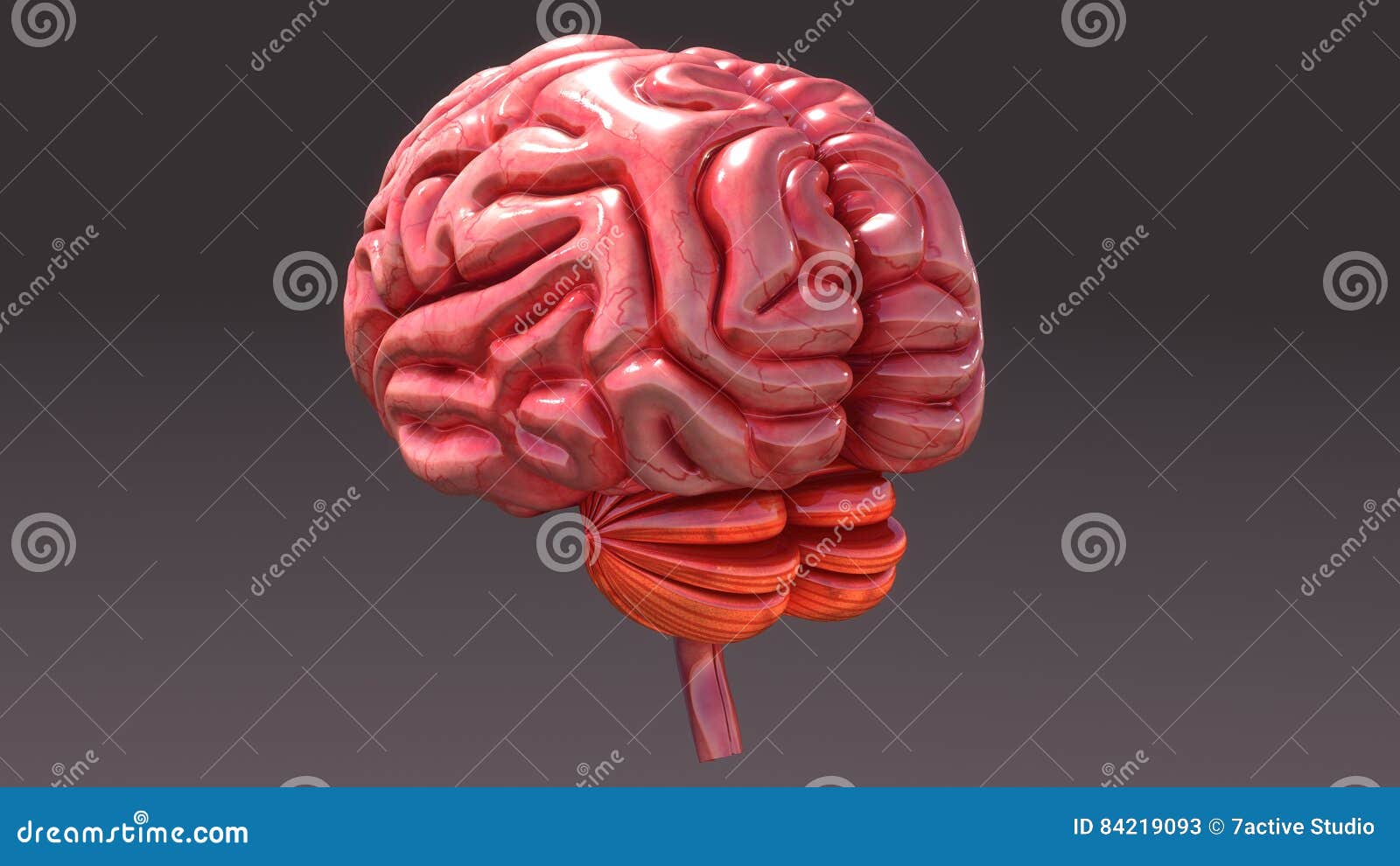 Ser humano Brain Back View stock de ilustración. Ilustración de frente ...