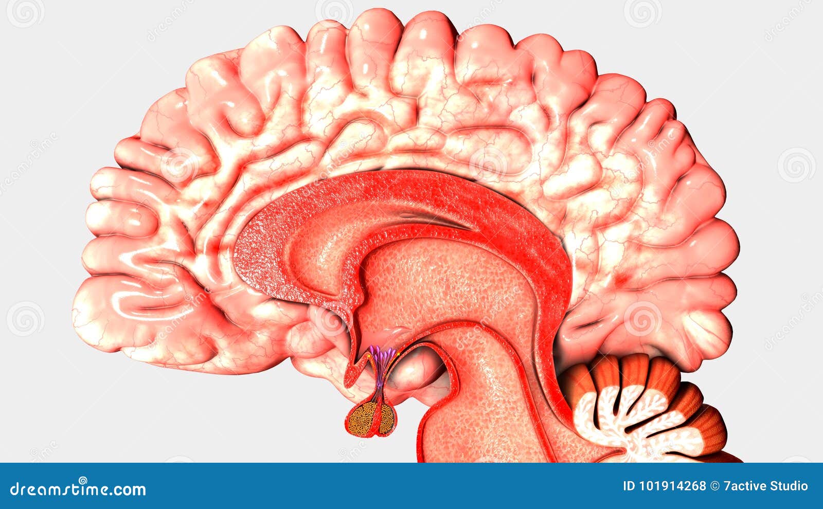 Ser Humano Brain Intersection Stock de ilustración - Ilustración de ...