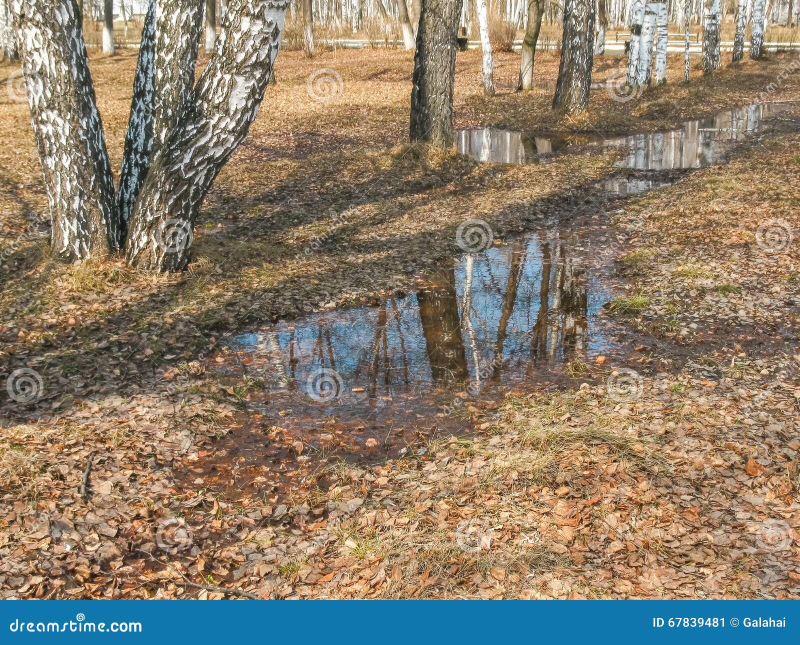 Sera Della Primavera Nel Boschetto Della Betulla Immagine Stock ...