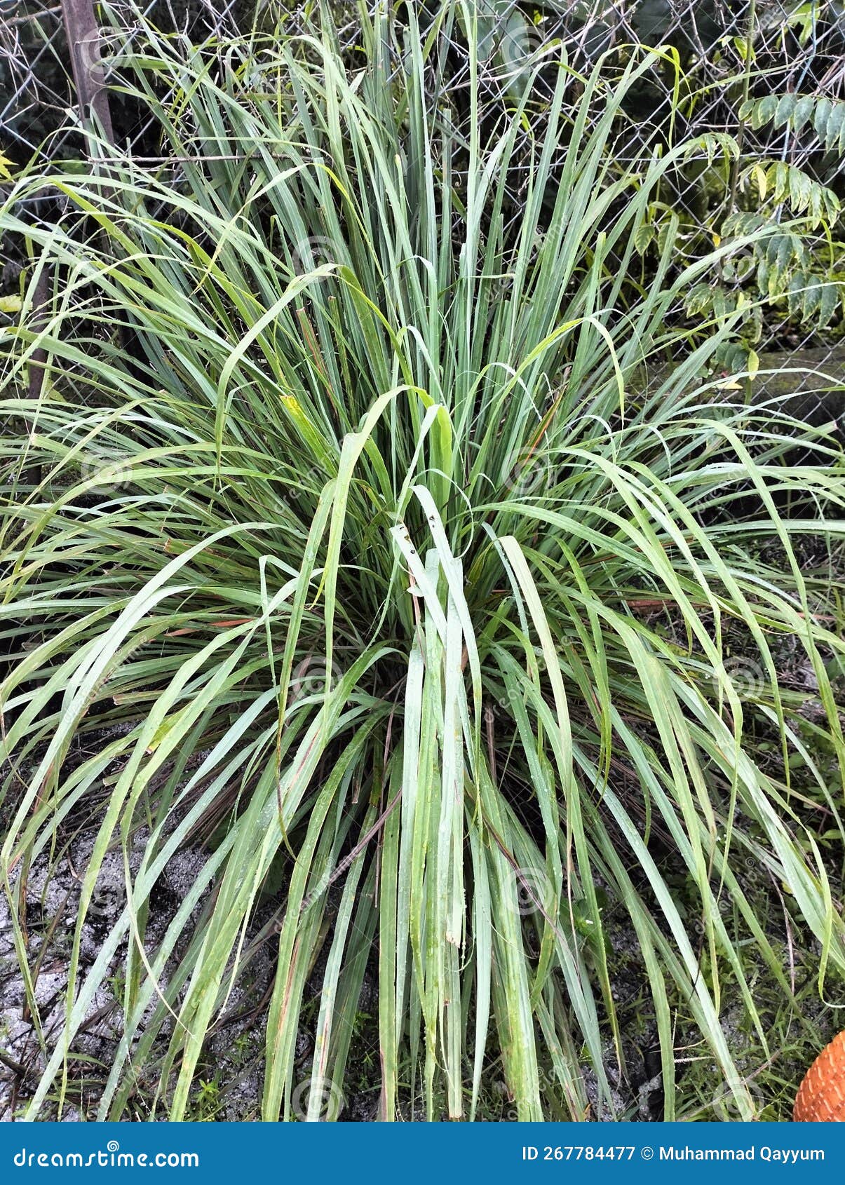 Serai leaf in the garden stock image. Image of shrub - 267784477