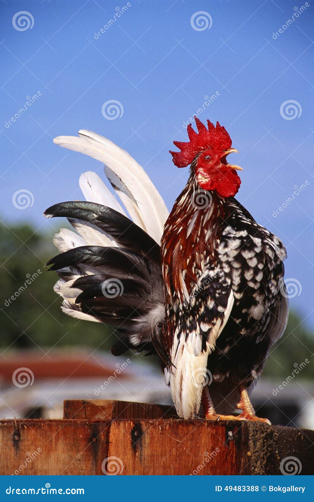 Serama Chicken Stock Photos - Download 94 Royalty Free Photos