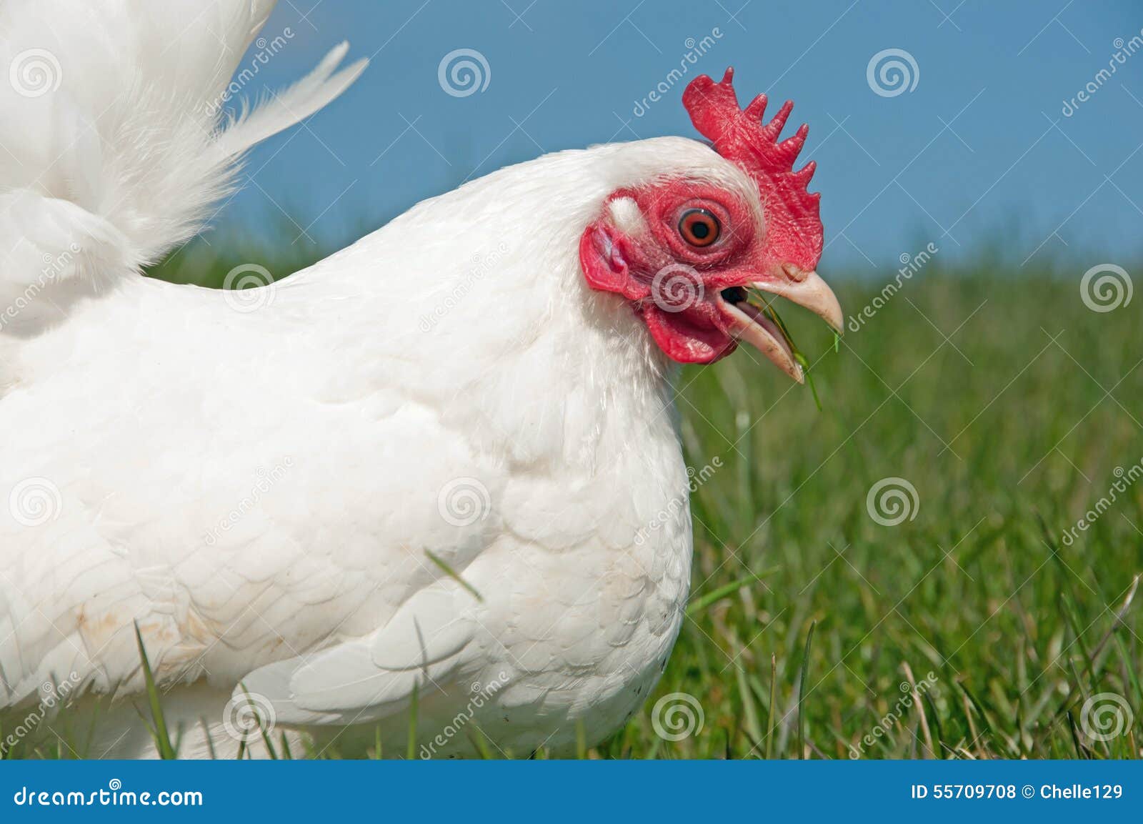 Serama Hen Searching for Bugs Stock Photo - Image of bugs, bird: 55709708
