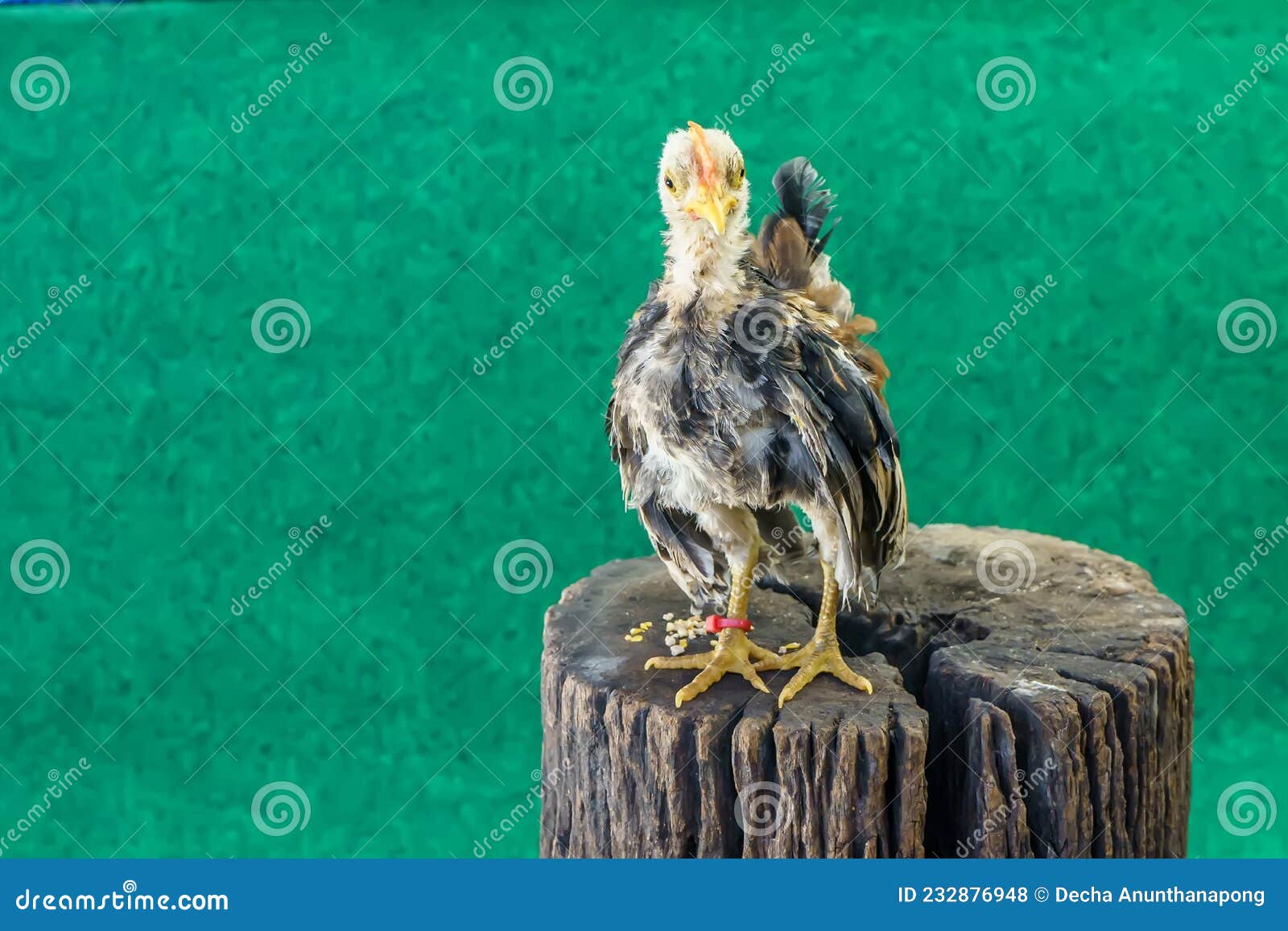 The serama are poses stock photo. Image of bantam, closeup - 232876948