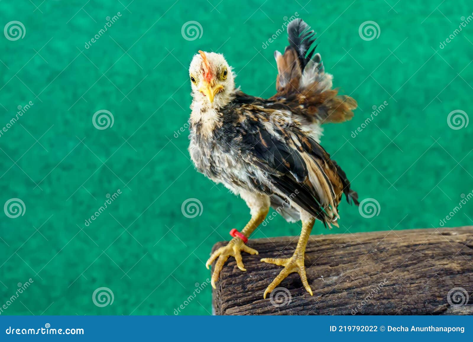 The serama are poses stock photo. Image of food, cute - 219792022