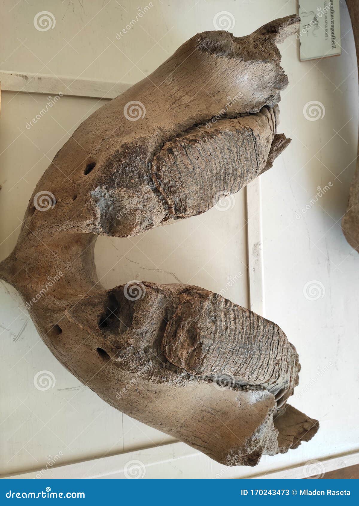 Serbia Petrified Bones - Teeth of Prehistoric Animals Editorial Stock ...