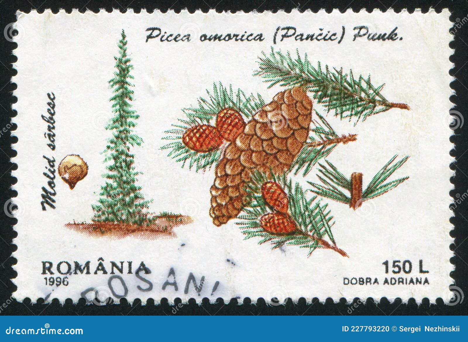 Serbian Spruce editorial image. Image of mail, cutting - 227793220