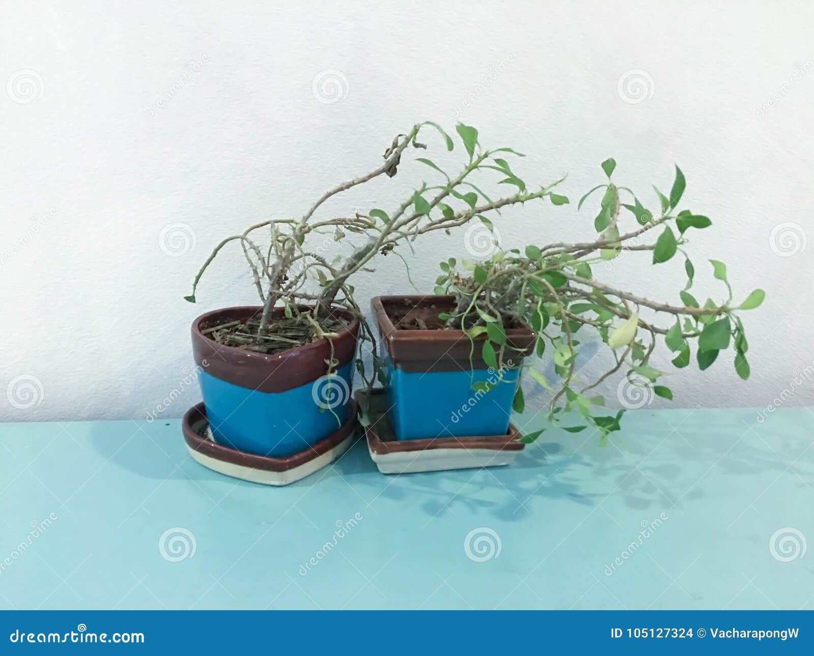 Sere Small Tree in Soil Pot Indoor Stock Photo - Image of green, home ...